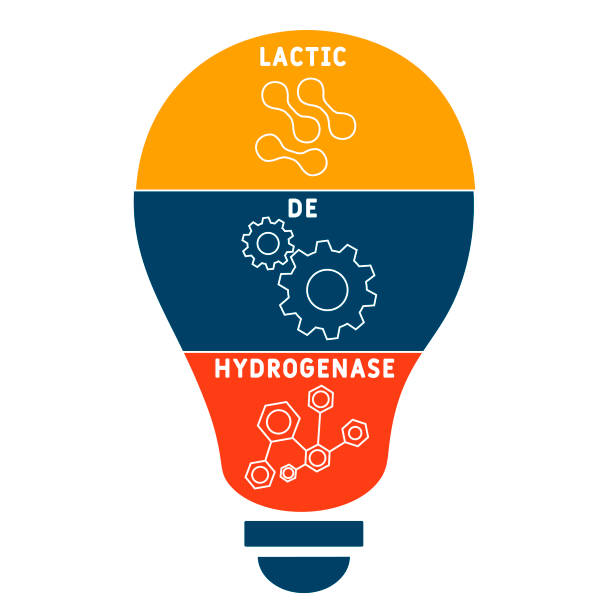50 Lactic Acid Muscle Stock Illustrations Royalty Free Vector