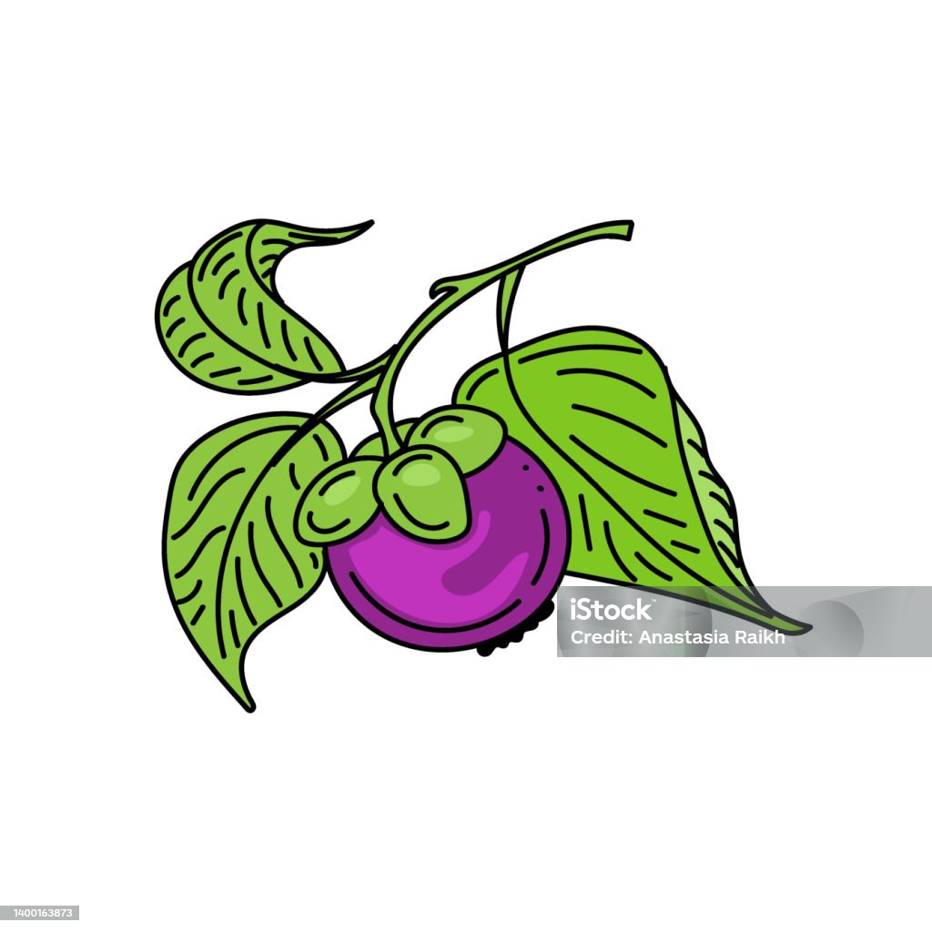 Buah Manggis Cerah Di Cabang Sketsa Yang Digambar Tangan Dengan Elemen Coratcoret Buah Dengan