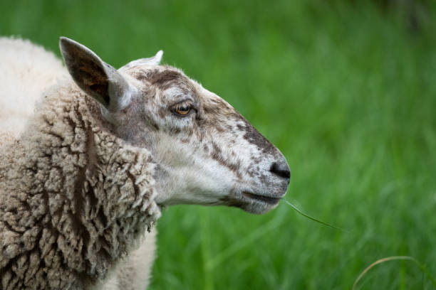 Free Stock Photo of Close Up of a Sheep With Blurry Background ...