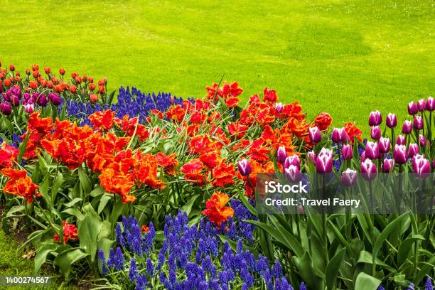 Halaman Rumput Di Taman Tulip Keukenhof Taman Bunga Terbesar Belanda ... Halaman Rumput Di Taman Tulip Keukenhof Taman Bunga Terbesar Belanda ...