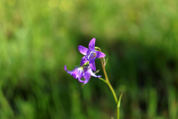 Single Flower Pictures | Download Free Images on Unsplash