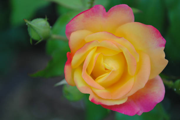 200+ Free Peace Rose & Nature Images - Pixabay