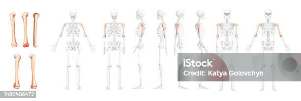 Set Of Skeleton Femur Thigh Bone Human Front Back Side View With Partly
