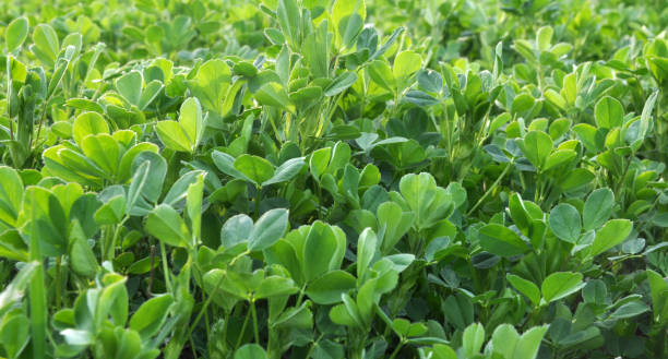 Alfalfa Pictures | Download Free Images on Unsplash
