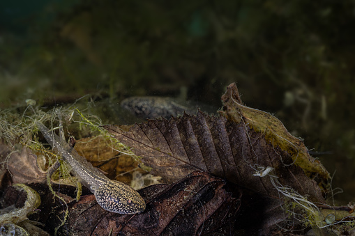 Berudu Katak Rumput Coklat Bertumpu Pada Daun Di Dasar Kolam Rana Temporaria Foto Stok Unduh