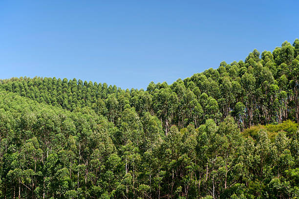 Brazil Forest Pictures | Download Free Images on Unsplash