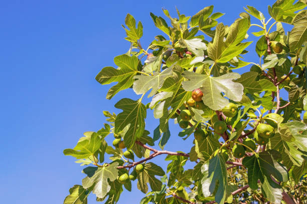 Best Fig Pictures [HD] | Download Free Images on Unsplash
