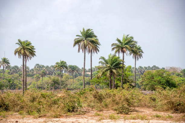 The Gambia Pictures | Download Free Images on Unsplash