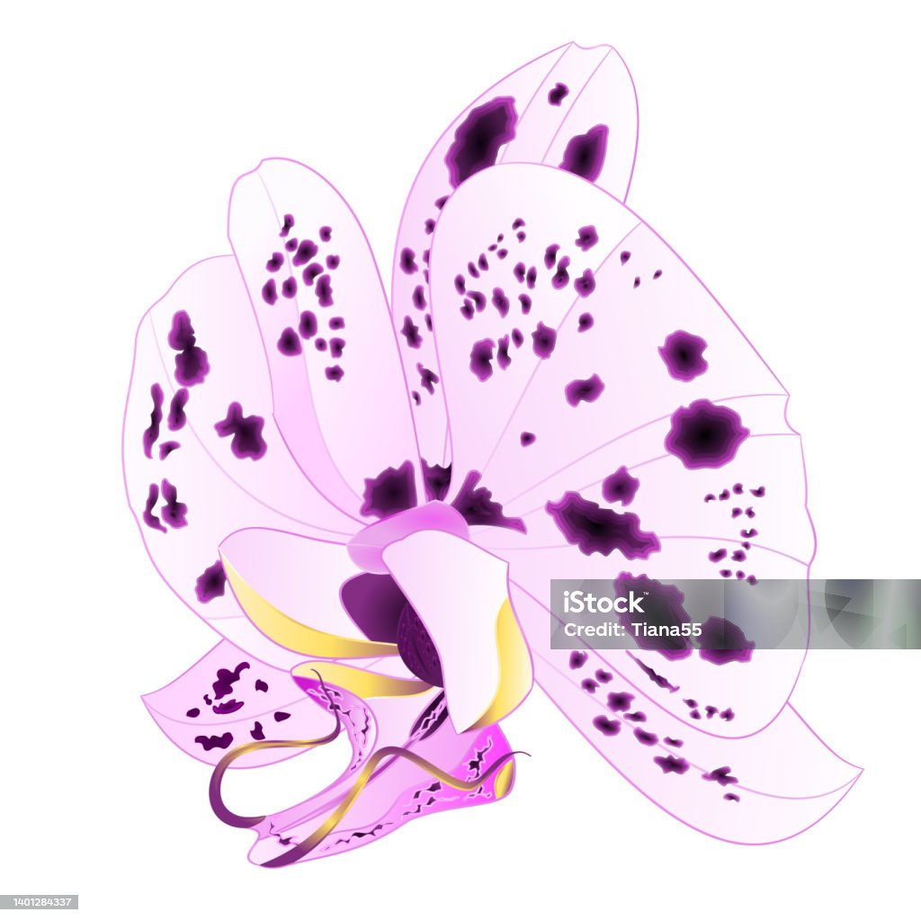 Orchid Phalaenopsis Dots Lila Colours Natural Flower Twenty On A White
