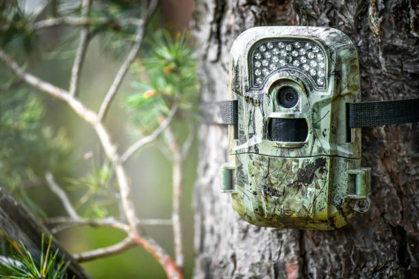 Free Stock Photo of Camera Mounted on Tree in Forest | Download Free ...
