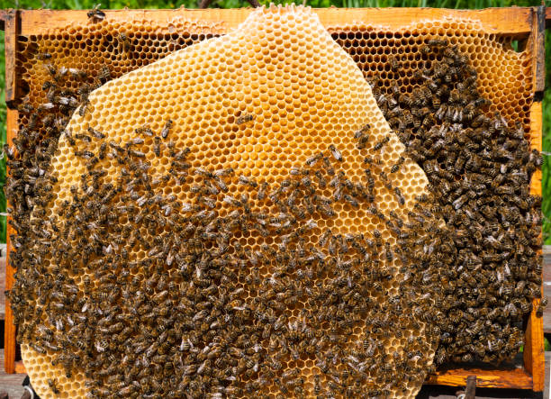 Beehive Pictures [HQ] | Download Free Images on Unsplash