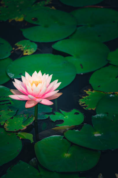 Botanical Art Pictures | Download Free Images on Unsplash