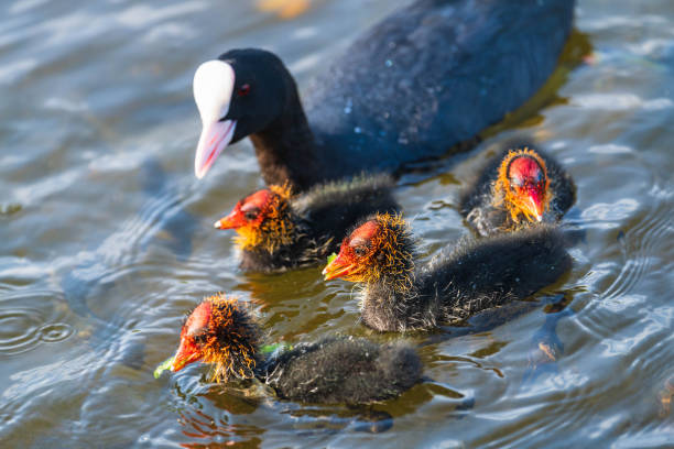 Free picture: horned, grebe, feeding, chick