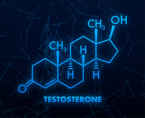 410 Testosterone Molecule Stock Illustrations Royalty Free Vector