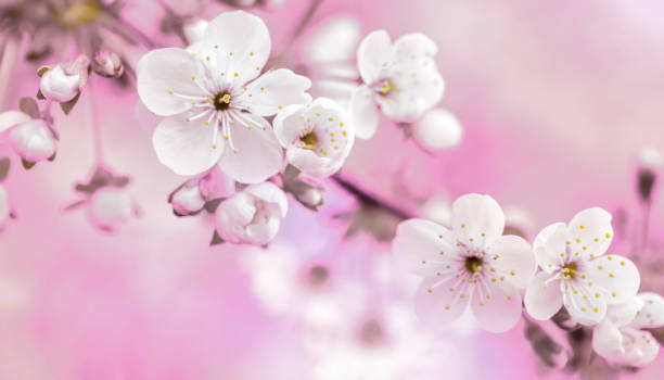 Free Stock Photo of Pretty Blossom Flowers | Download Free Images and ...