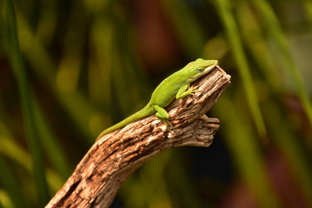Free Stock Photo of Green lizard | Download Free Images and Free ...