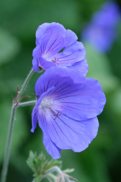 500+ Blue Flower Pictures [HD] | Download Free Images on Unsplash