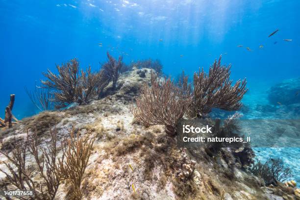 Seascape Dengan Berbagai Ikan Karang Dan Spons Di Air Pirus Terumbu ... Seascape Dengan Berbagai Ikan Karang Dan Spons Di Air Pirus Terumbu ...