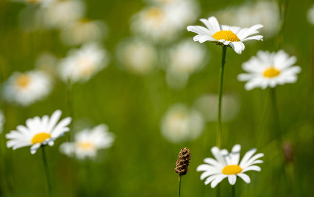 Free Stock Photo of One in-focus daisy in a field of wildflowers ...