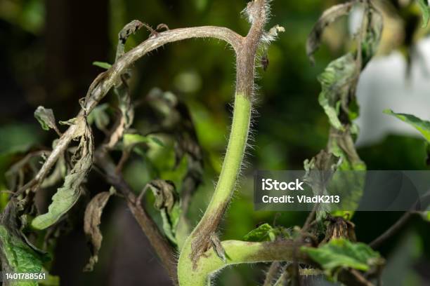 Batang Tanaman Tomat Dipengaruhi Oleh Penyakit Busuk Daun Phytophthora ... Batang Tanaman Tomat Dipengaruhi Oleh Penyakit Busuk Daun Phytophthora ...