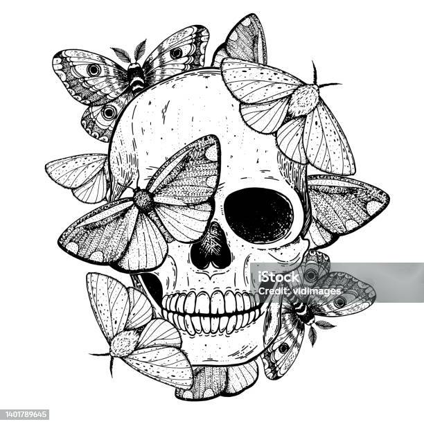 Ilustrasi Sketsa Tengkorak Dan Kupukupu Yang Digambar Dengan Tangan ... Ilustrasi Sketsa Tengkorak Dan Kupukupu Yang Digambar Dengan Tangan ...