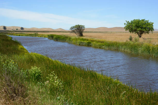 Free Stock Photo of A marsh with a stream of water and tall grass ...