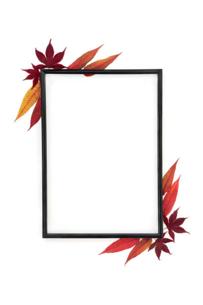 Plain White Background Pictures | Download Free Images on Unsplash