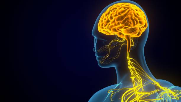 30,000+ Nervous System Pictures | Download Free Images on Unsplash