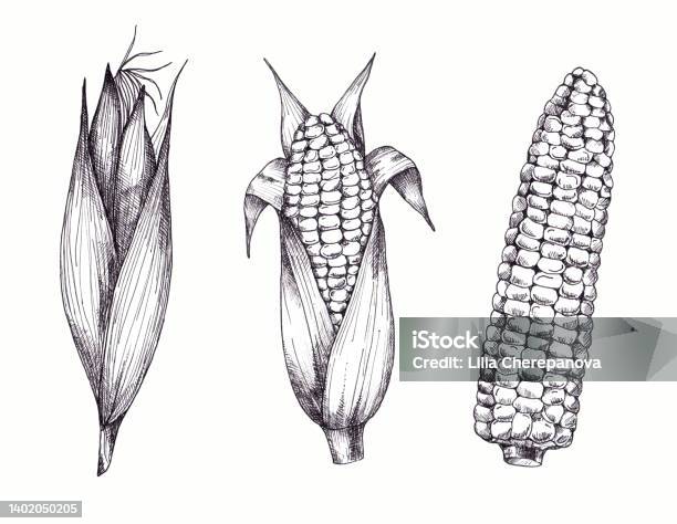 Set Of Hand Drawn Corn Cob Vegetables Vegetable Isolated On White