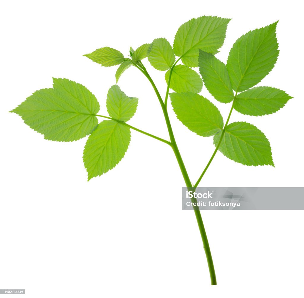 Raspberry Bush Fresh Green Leaf Foliage Raspberries Plant Leaves ... Raspberry Bush Fresh Green Leaf Foliage Raspberries Plant Leaves ...