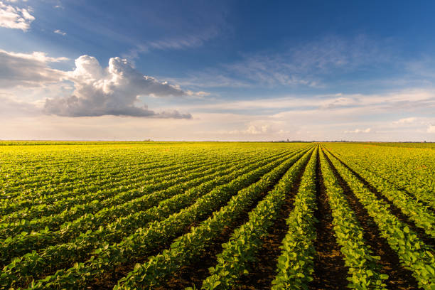 Free picture: soybean, soy, growing, flat field, plantation ...