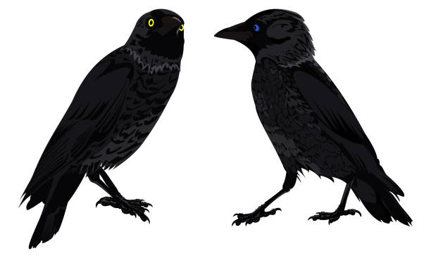 Corbeau Profil Vectoriels Et Illustrations Libres De Droits Istock