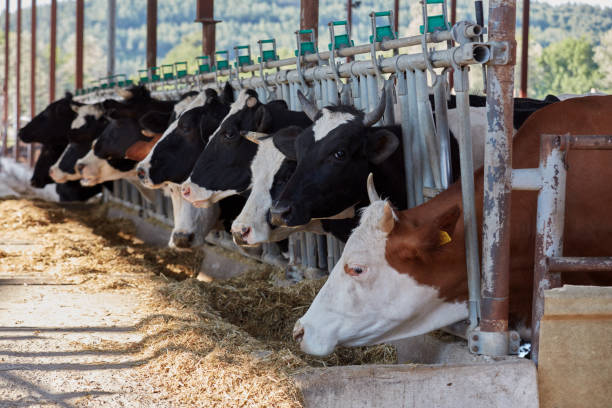 Free Stock Photo of Cows in line at a dairy farm | Download Free Images ...