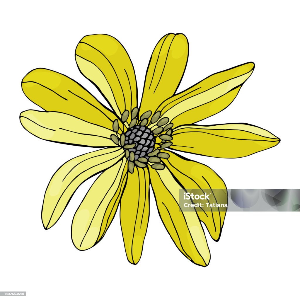 Stock ilustrace Květy Sasanky Botanické Prvky Izolované Na Bílém Pozadí ... Stock ilustrace Květy Sasanky Botanické Prvky Izolované Na Bílém Pozadí ...
