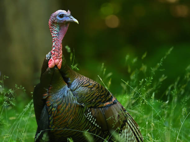 Free picture: A domestic turkey bird standing in grass, a domestic ...