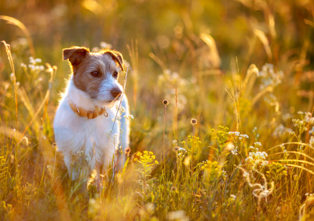 500+ Unleashed Pictures | Download Free Images on Unsplash