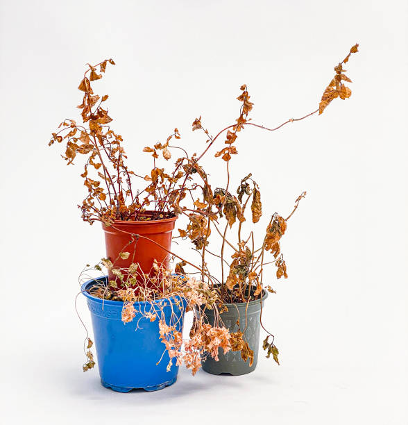 Broken Pot Pictures | Download Free Images on Unsplash