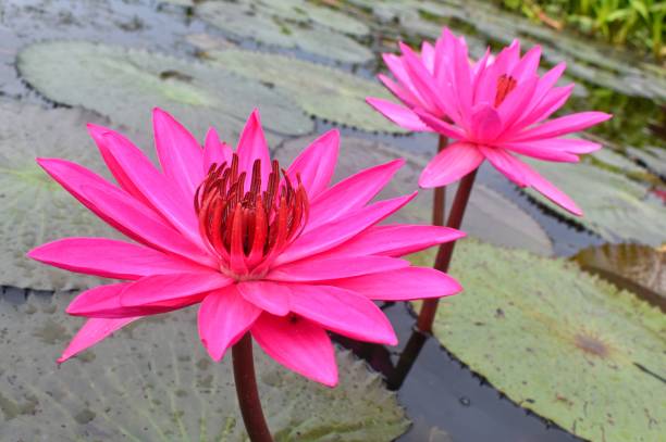 Kostenlose Bild: rot, Lotus, Lotus