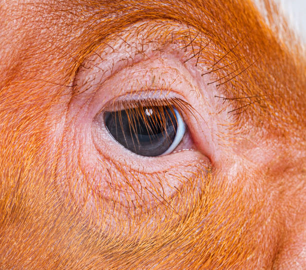 Seeing Eye Pig Seeing Eye Pig