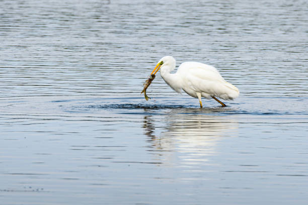 Free picture: great egret, catches, fish
