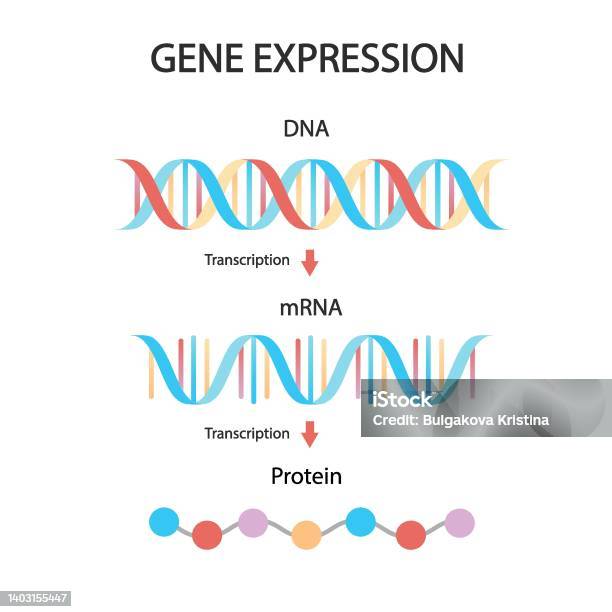 Replikasi Dna Rna Mrna Sintesis Protein Terjemahan Fungsi Biologis Dna ... Replikasi Dna Rna Mrna Sintesis Protein Terjemahan Fungsi Biologis Dna ...