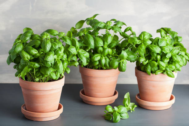 Free picture: sweet basil plant, terracotta, ceramic pot