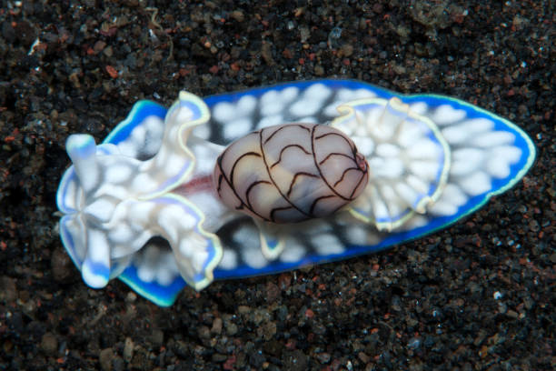 Sea Slug Pictures | Download Free Images on Unsplash