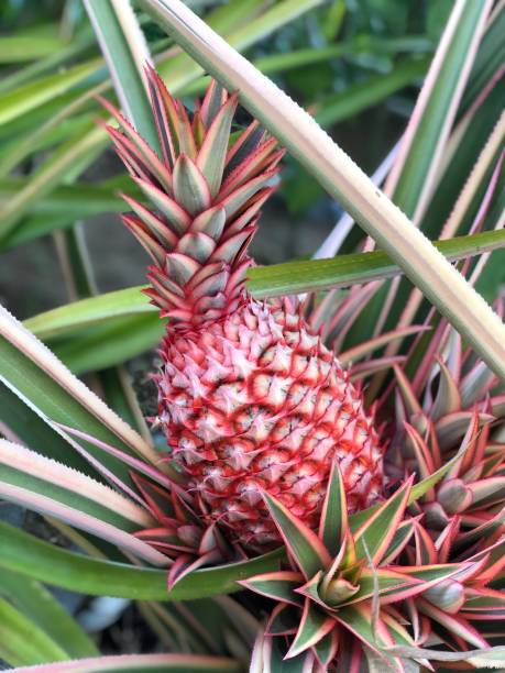 Free Stock Photo of Red Pineapple | Download Free Images and Free ...