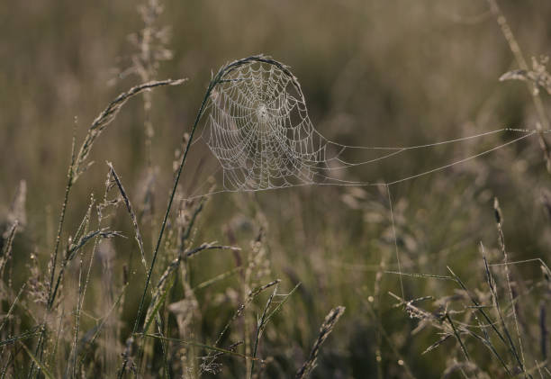 Free Stock Photo of Close Up of Spider Web in Grass | Download Free ...