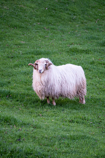 Unshorn Sheep Pictures | Download Free Images on Unsplash Unshorn Sheep Pictures | Download Free Images on Unsplash