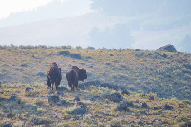 Free Stock Photo of Bison Herd Standing Together | Download Free Images ...