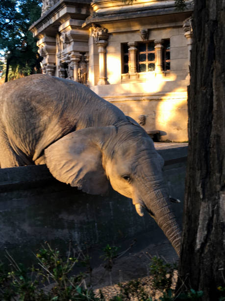 Elefante Pictures | Download Free Images on Unsplash