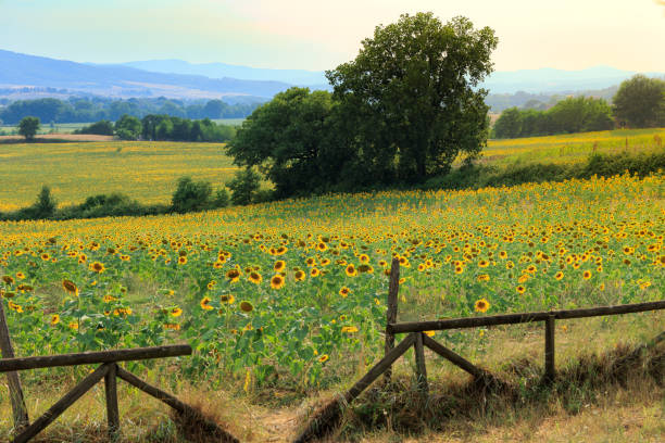 Free picture: farmhouse, farmland, farm, field, sunflower, countryside ...