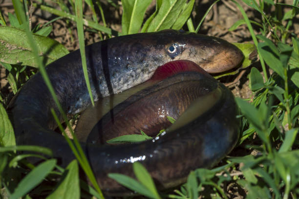 Lamprey Pictures | Download Free Images on Unsplash